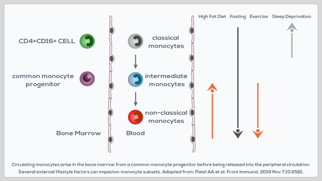 Monocytes - Bioscience Foudation