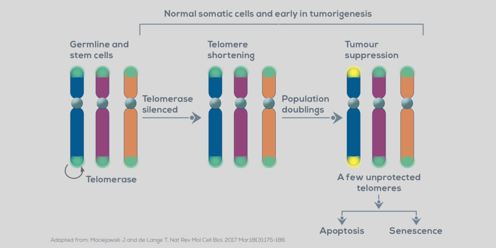 Telomere Structure and Functions - Bioscience Foudation